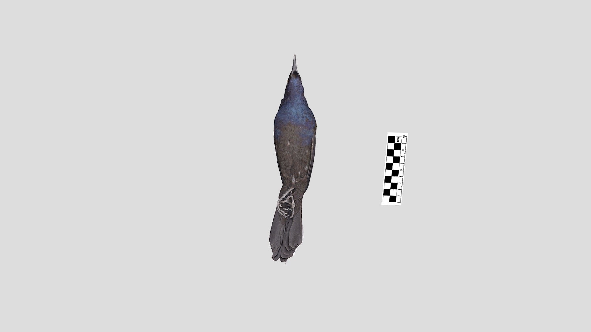 Icteridae: common grackle - Download Free 3D model by bcbirds [3511b50 ...