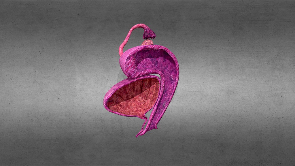 female repro - A 3D model collection by emoore777 - Sketchfab