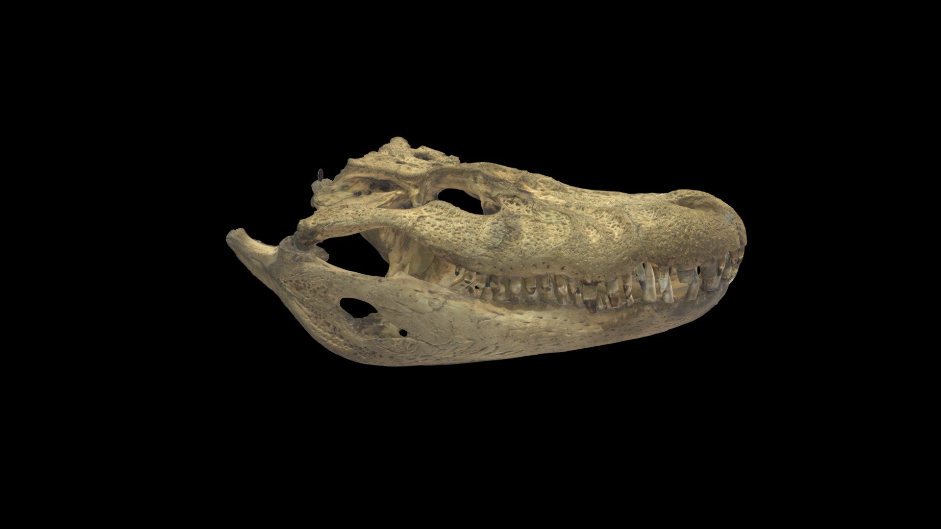 Black Caiman Skull (UF Herp 53600) - 3D model by Blackburn Lab ...