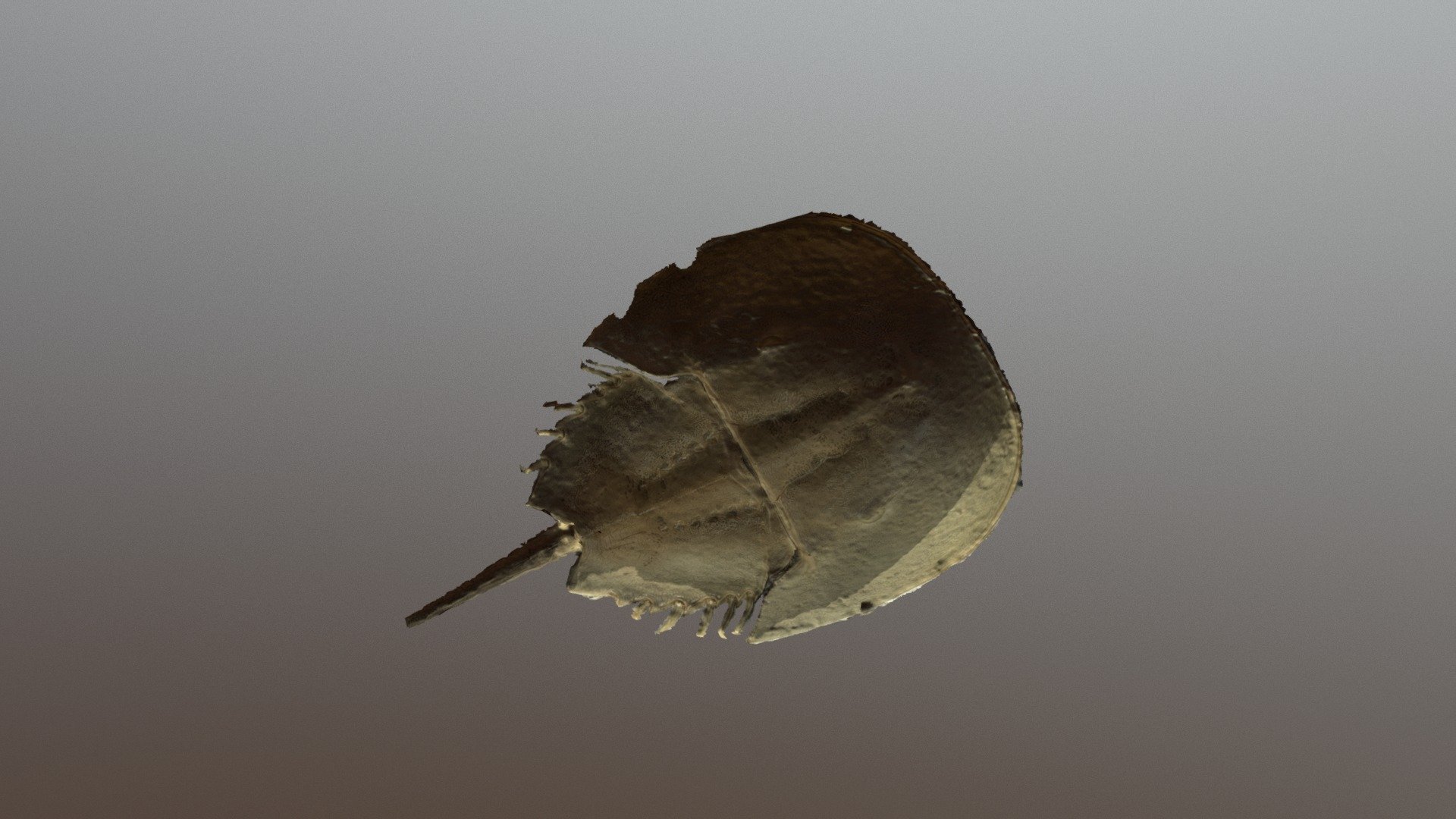 HSC3 Dmodel - 3D model by jlwhitt [35291bc] - Sketchfab