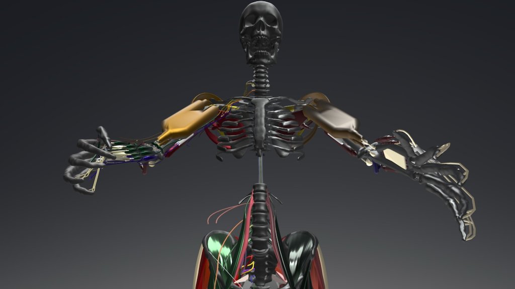 Anatomy Robot: Upper Limb Innervation/Lesions - 3D model by Medical ...