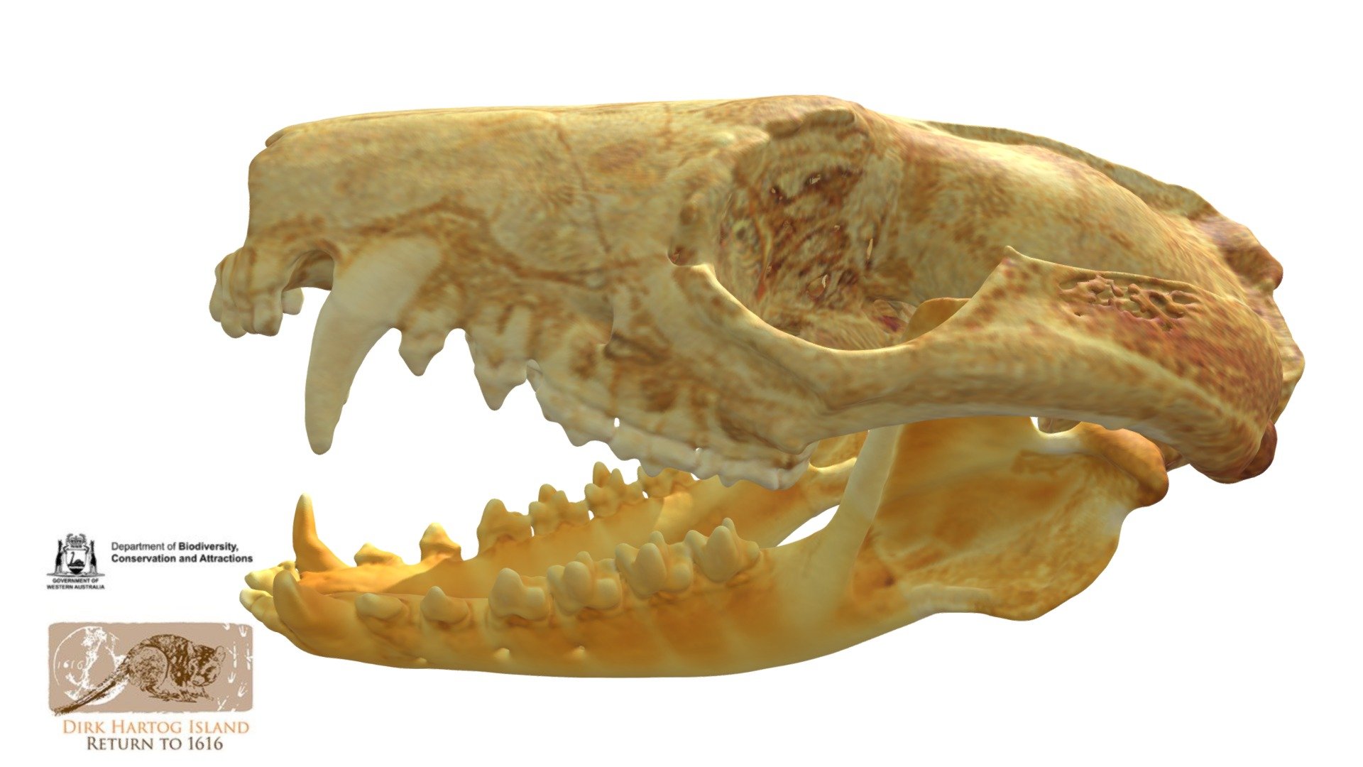 Bonehead 7 - 3D model by Curtin HIVE (@CurtinHIVE) [352f2bc] - Sketchfab