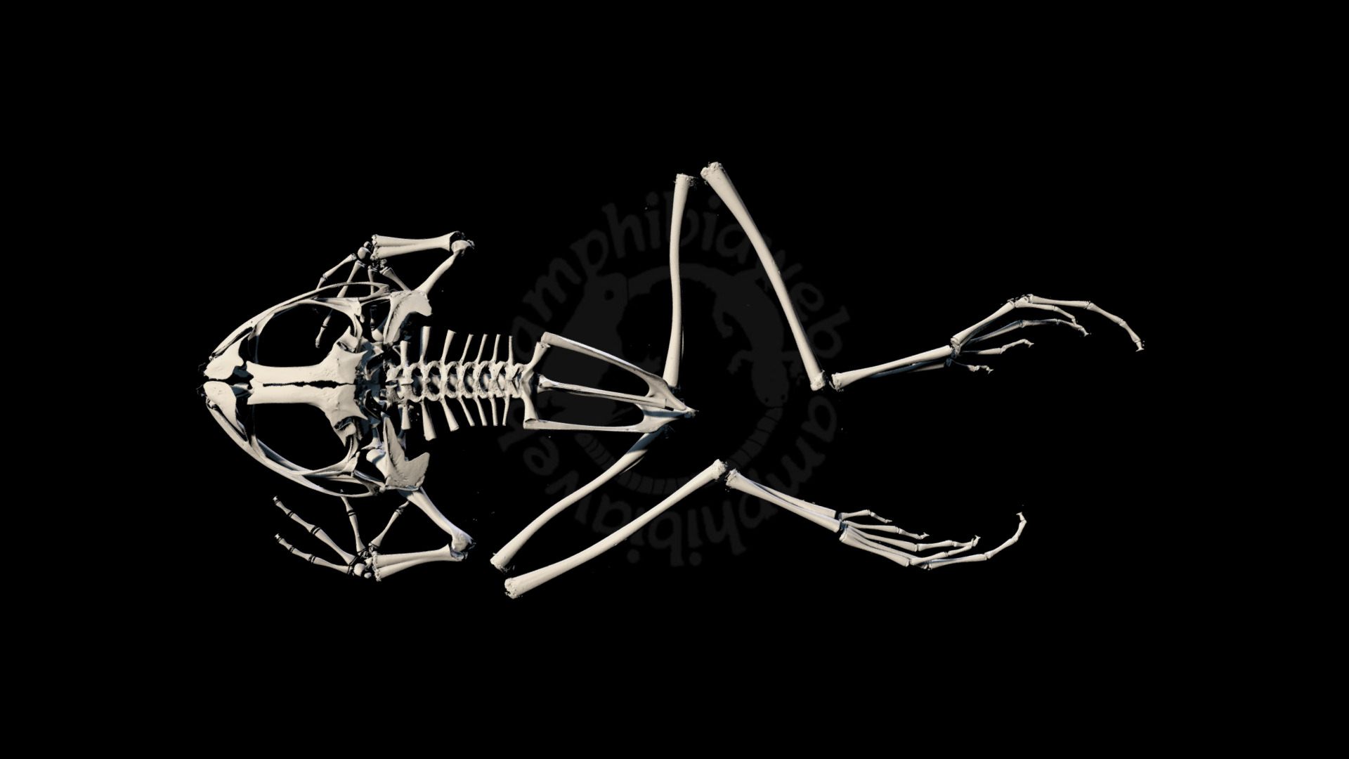 Strabomantidae: Strabomantis anomalus - 3D model by Blackburn Lab ...