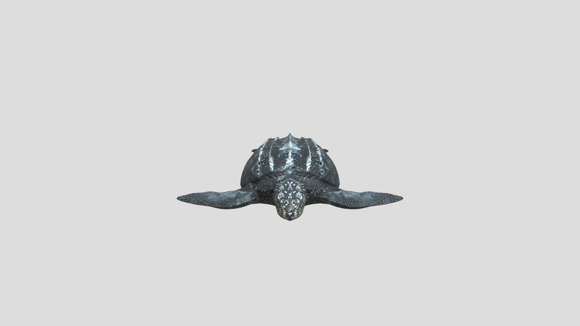 Leatherback Turtle2 - 3D model by SAVIA_Colombia (@Minambiente_Col ...