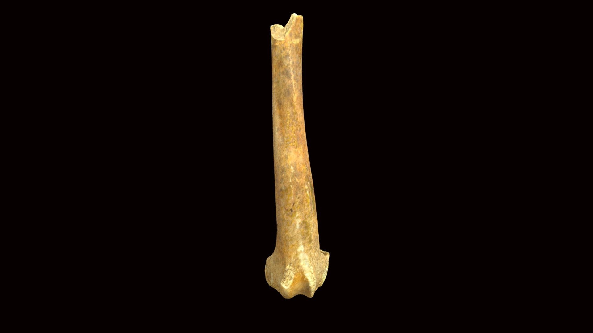 Wolf femoral fragment (VCU_3D_8323) - Download Free 3D model by Virtual ...
