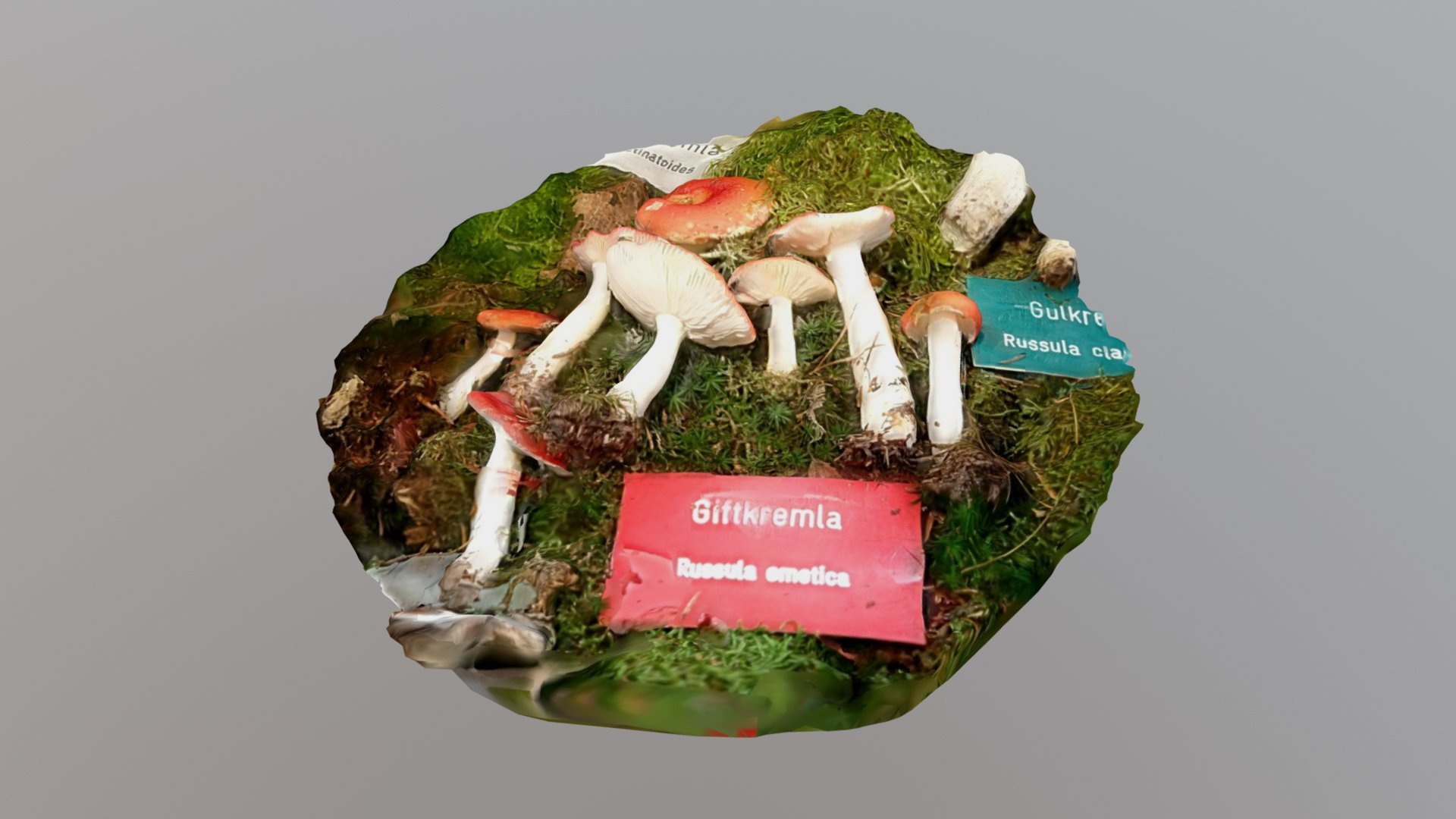 Fungus02 - Download Free 3D model by evolutionize [35449a6] - Sketchfab
