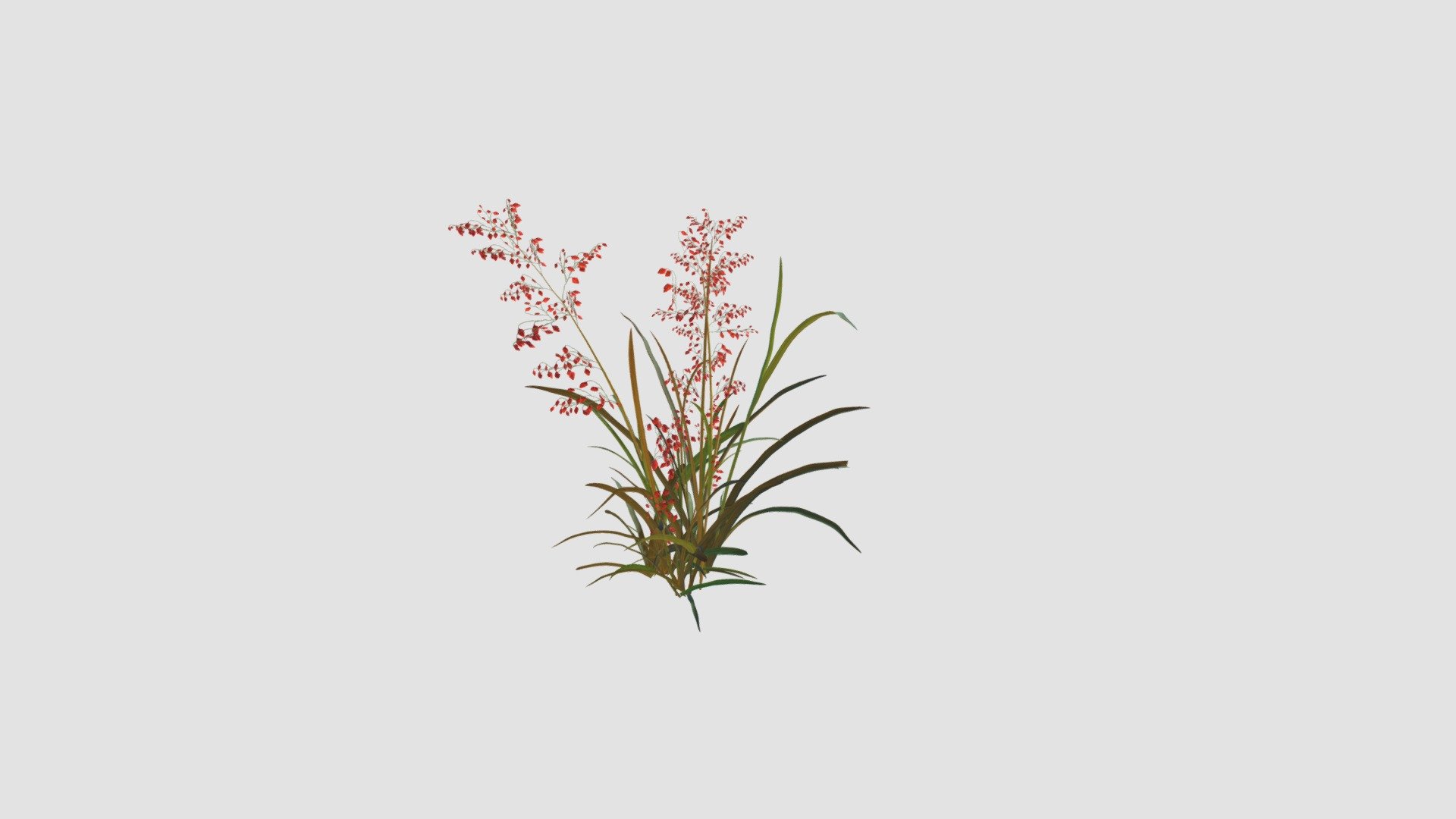 Briza media - Buy Royalty Free 3D model by Evermotion [3545d36 ...