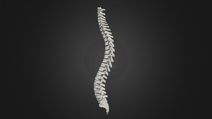 Spine 3D models - Sketchfab
