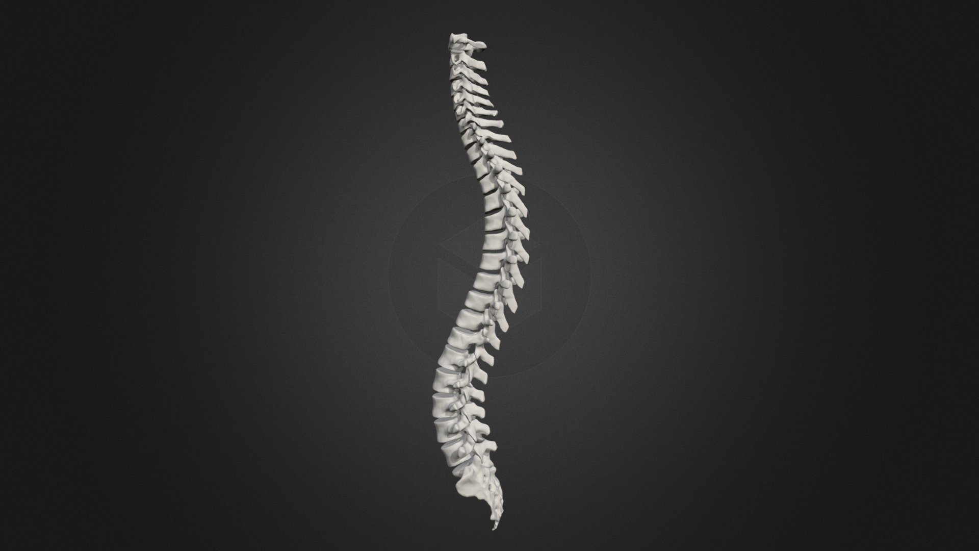 Spine - 3D model by cgspektor [35469dd] - Sketchfab