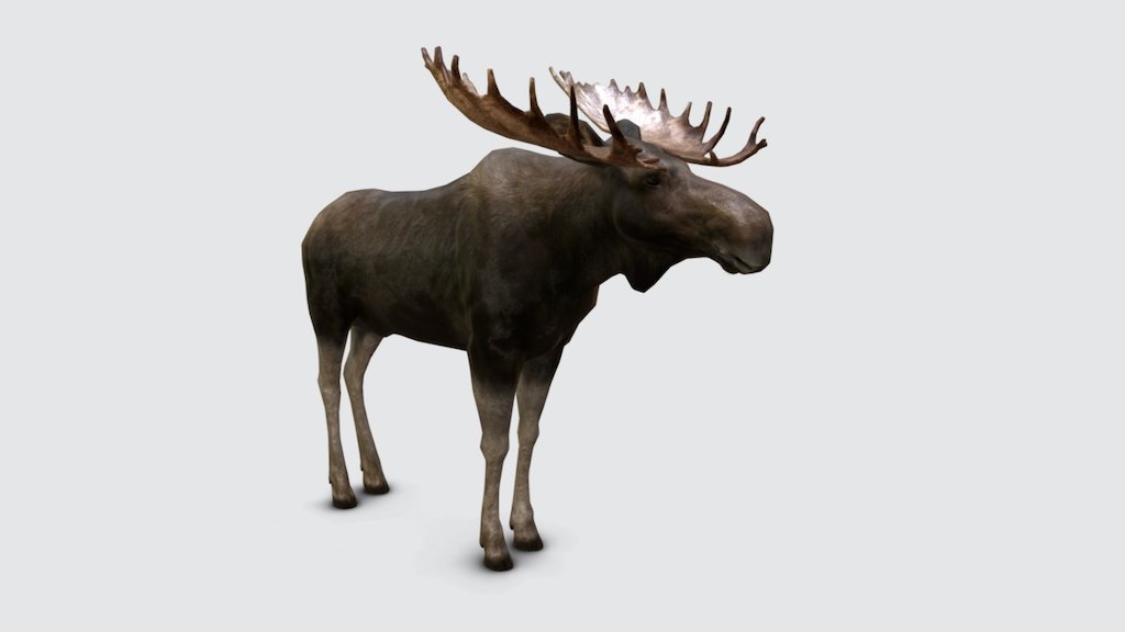 Moose - 3D model by The Learning Network (@TheLearningNetwork) [3555c2c] - Sketchfab