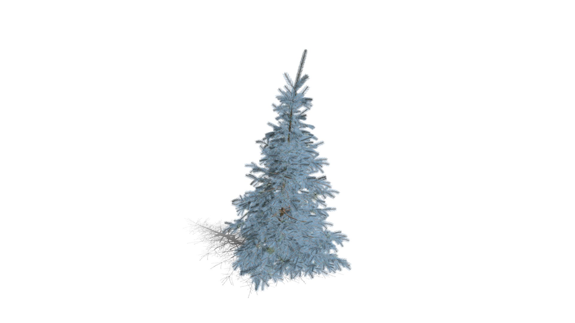 Realistic HD Colorado Blue spruce Koster (26/43) - Download Free 3D ...