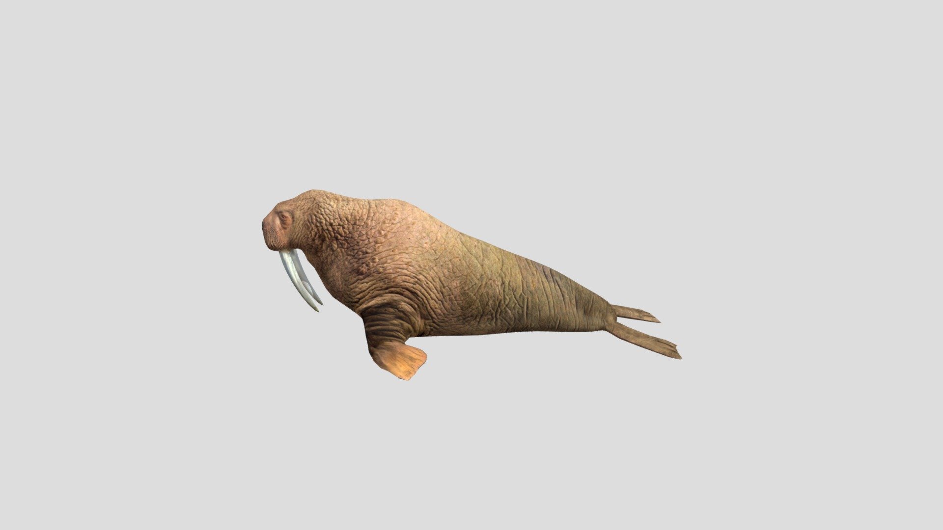 Pacific Walrus - Download Free 3D model by Yoshi2024 (@Zazuyoshi ...