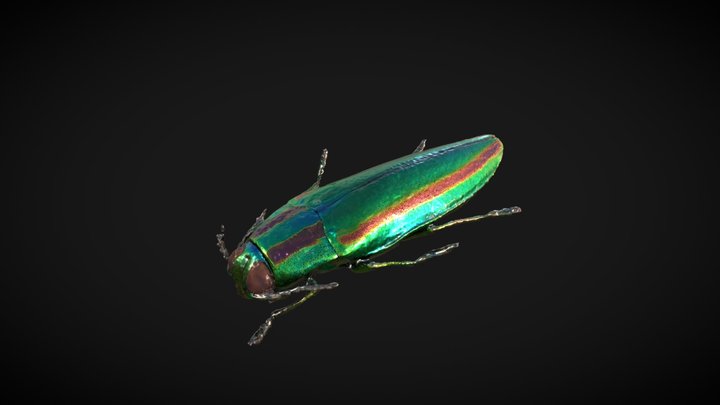 Jewel-beetle 3D models - Sketchfab