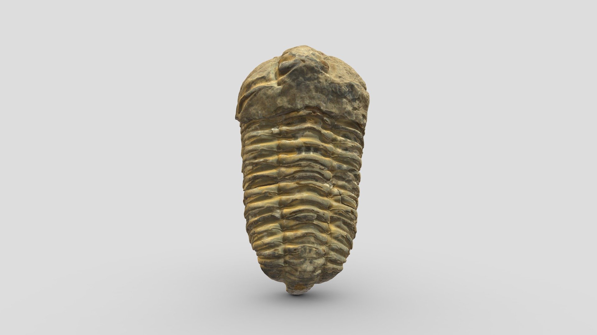 Trilobita/Trilobite - 3D model by Herman Ottó Múzeum (@hermanottomuseum ...