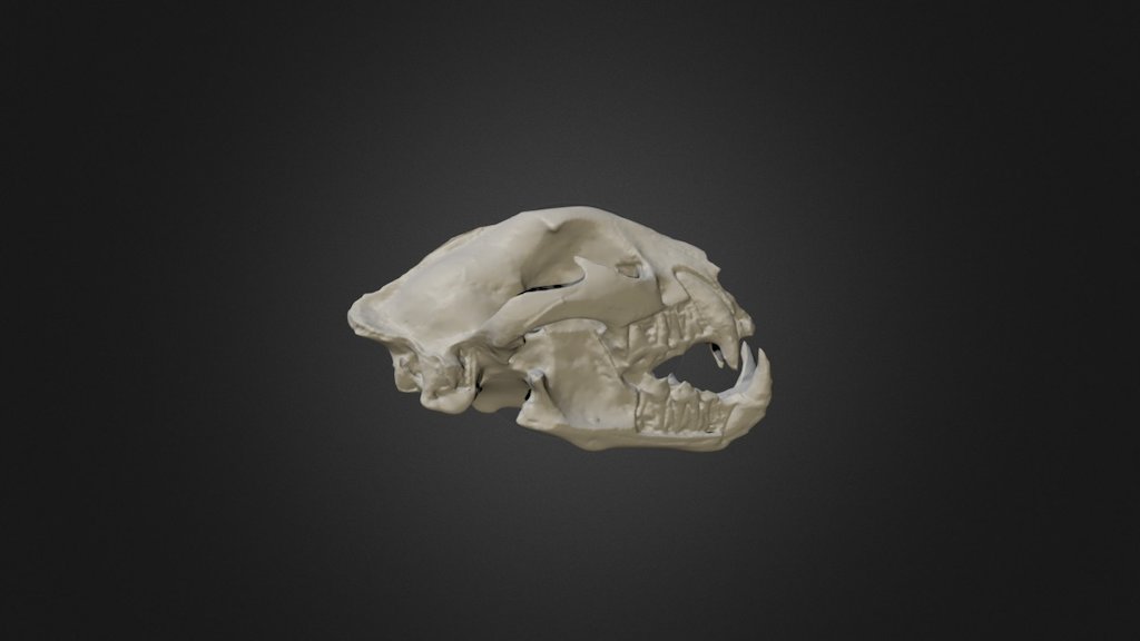 Leopard Skull 3D Model - 3D model by abarter1 [356c9a9] - Sketchfab