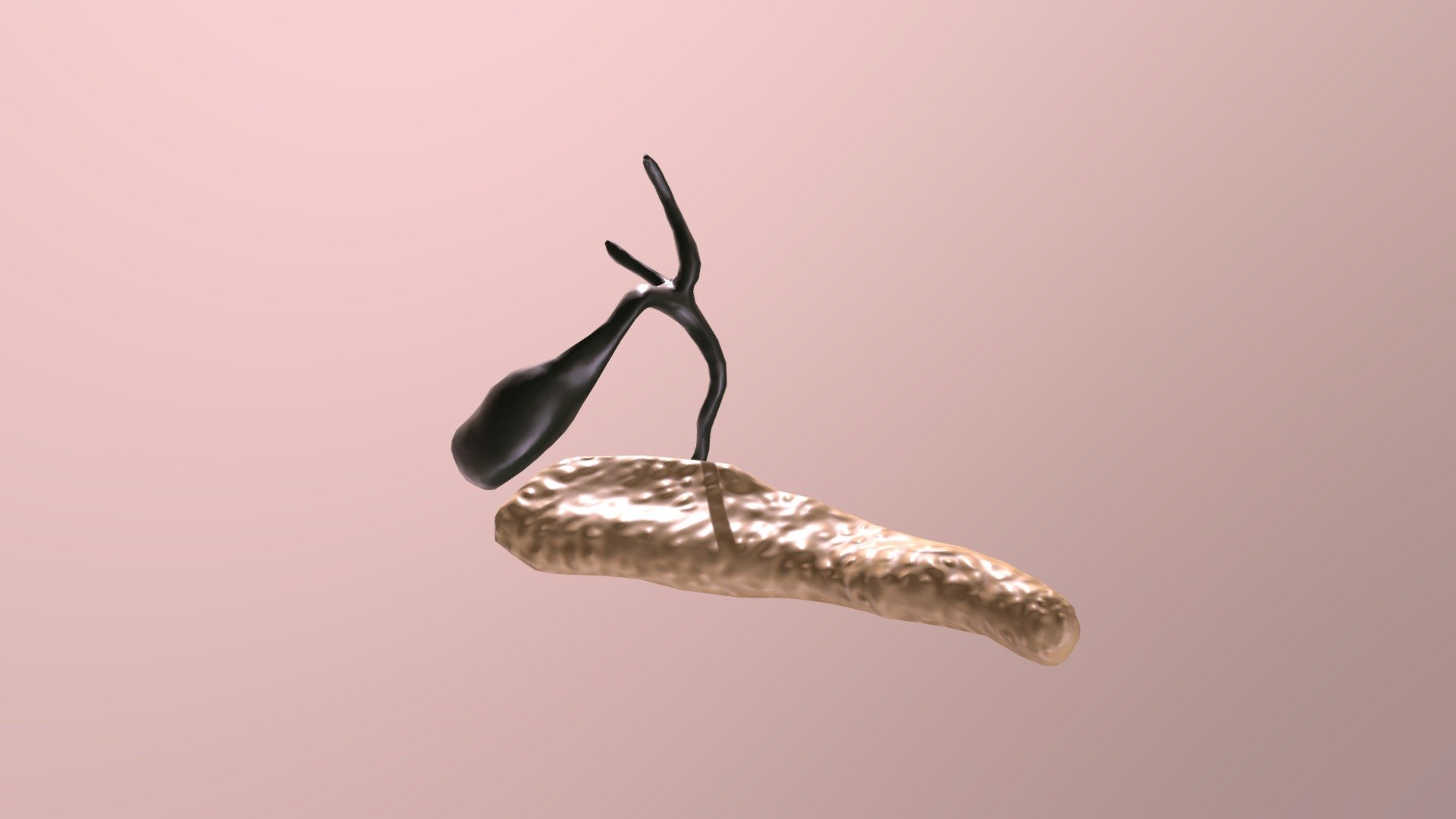 Gallbladder - Buy Royalty Free 3D model by AVRcontent [357093c ...