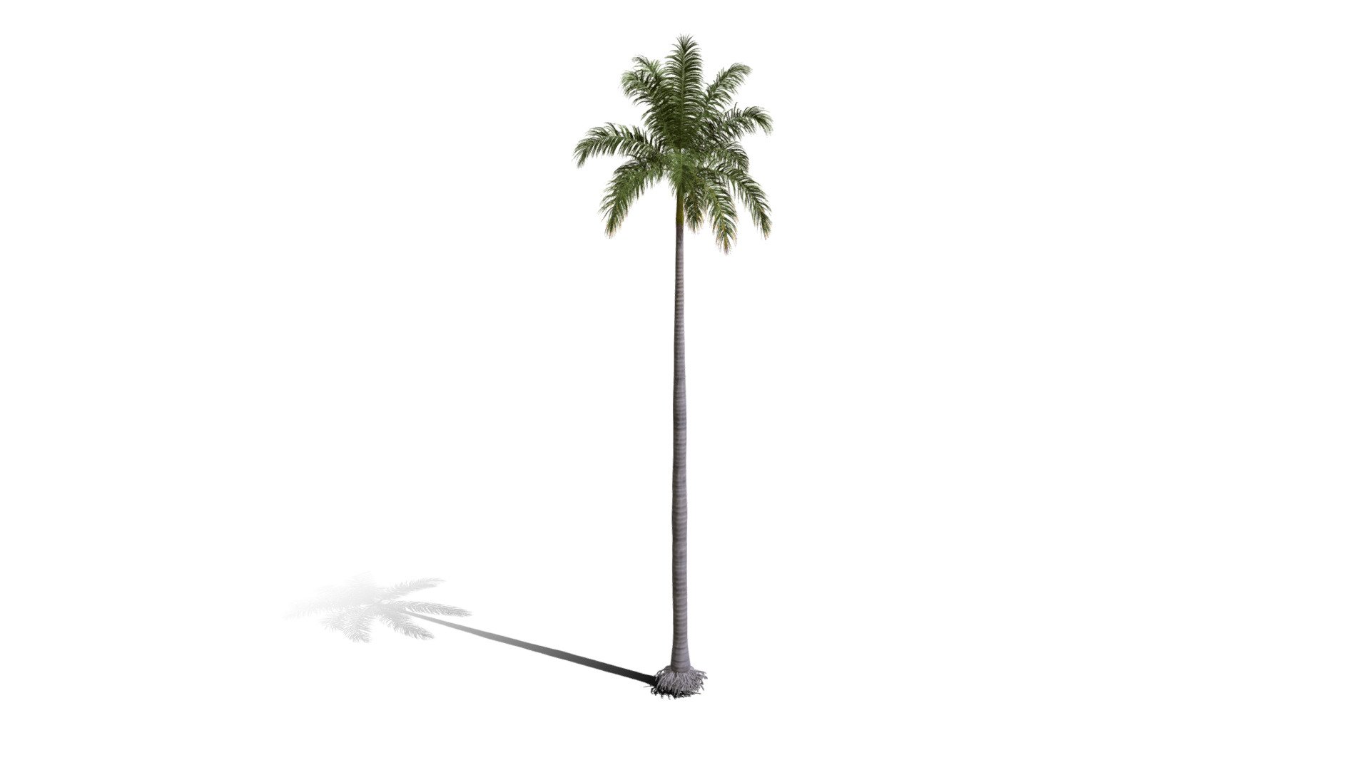 Realistic HD Royal palm (5/25) - Download Free 3D model by PlantCatalog ...