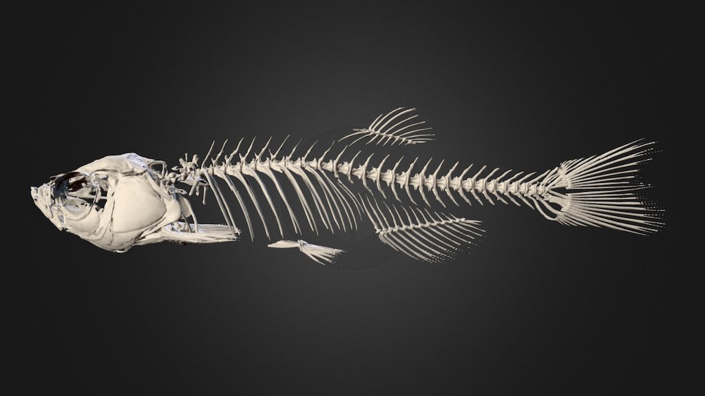 Anatomy_Fish - A 3D model collection by DenysPogomiy - Sketchfab