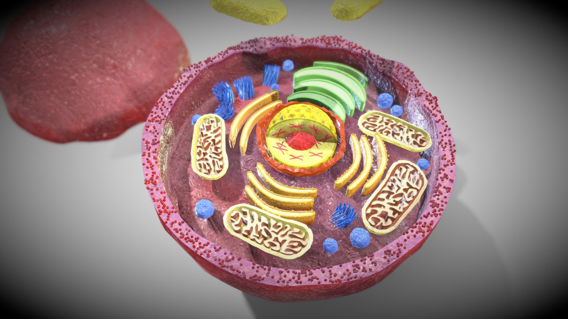 3D Plasma cell - Buy Royalty Free 3D model by 3D4SCI [3581a20 ...