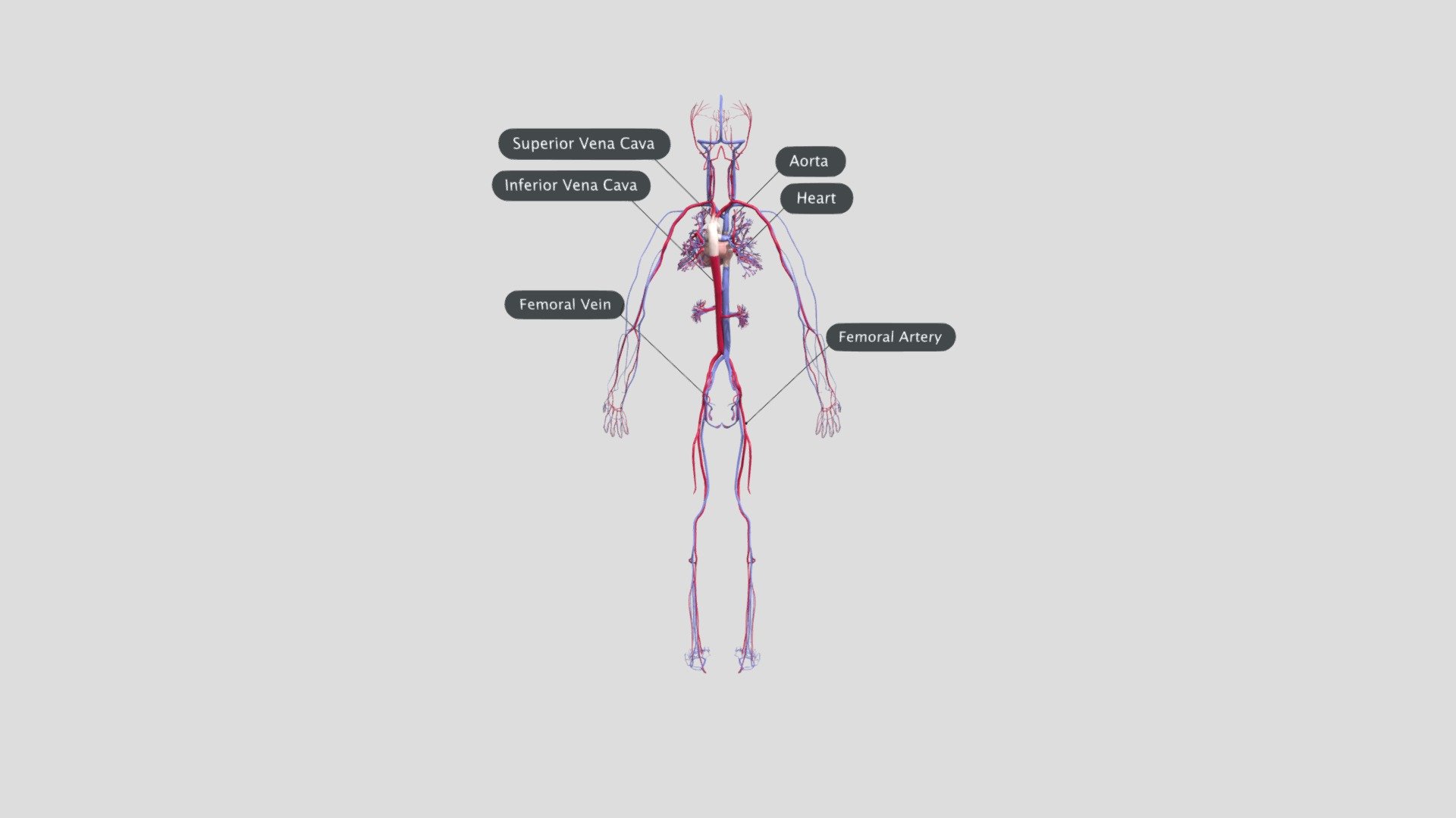 Circulatory System - Download Free 3D model by brianj.seely [3584d5b ...