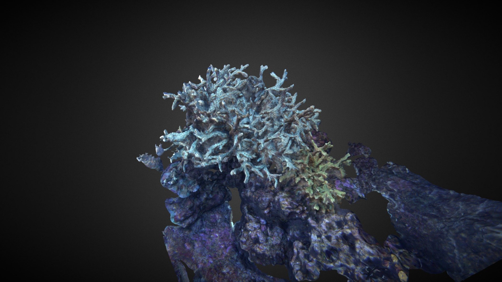 Hydnophora rigida - Download Free 3D model by California Academy of ...