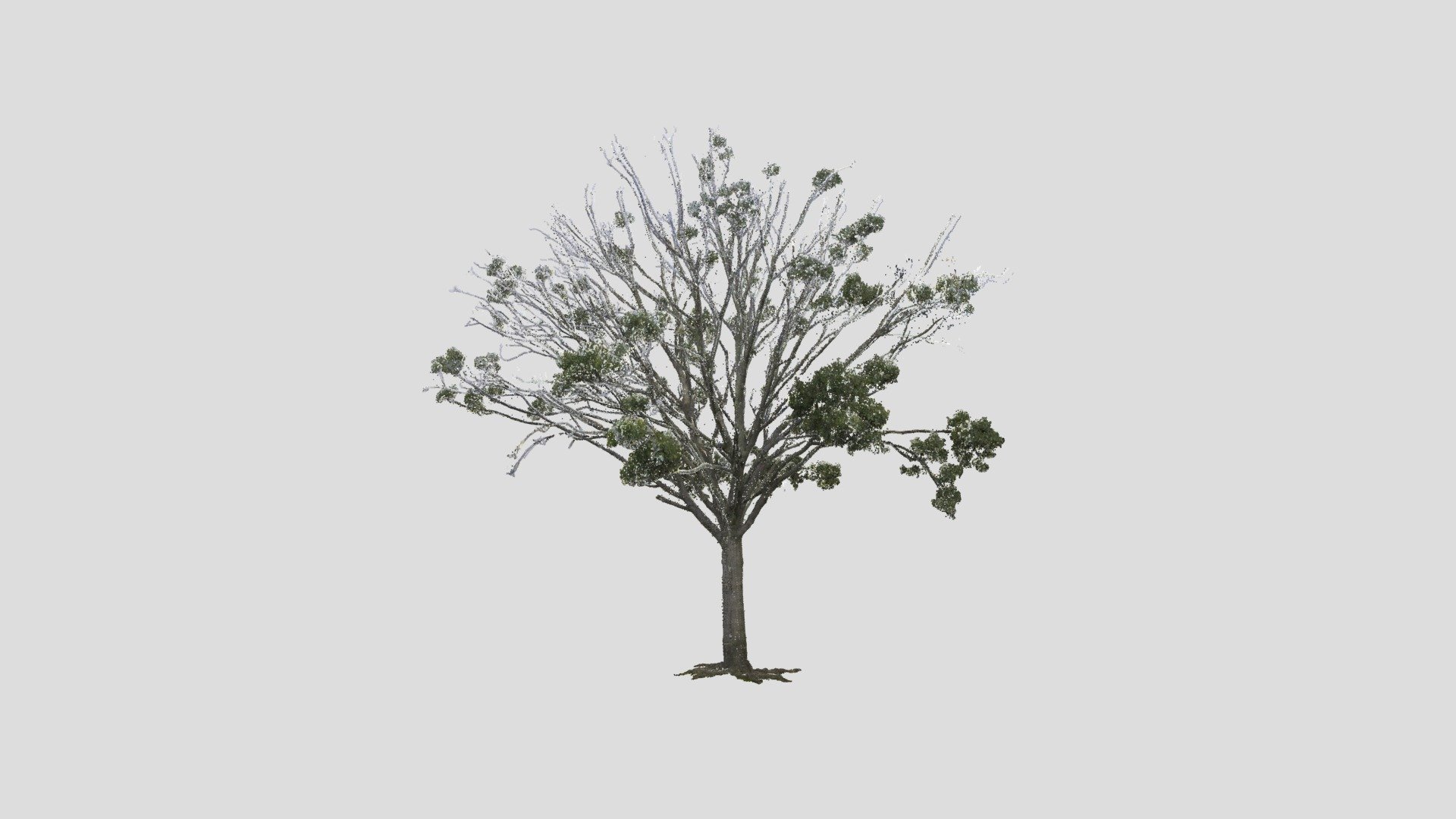Tree Point Cloud - Buy Royalty Free 3D model by magnum_opus (@tree ...