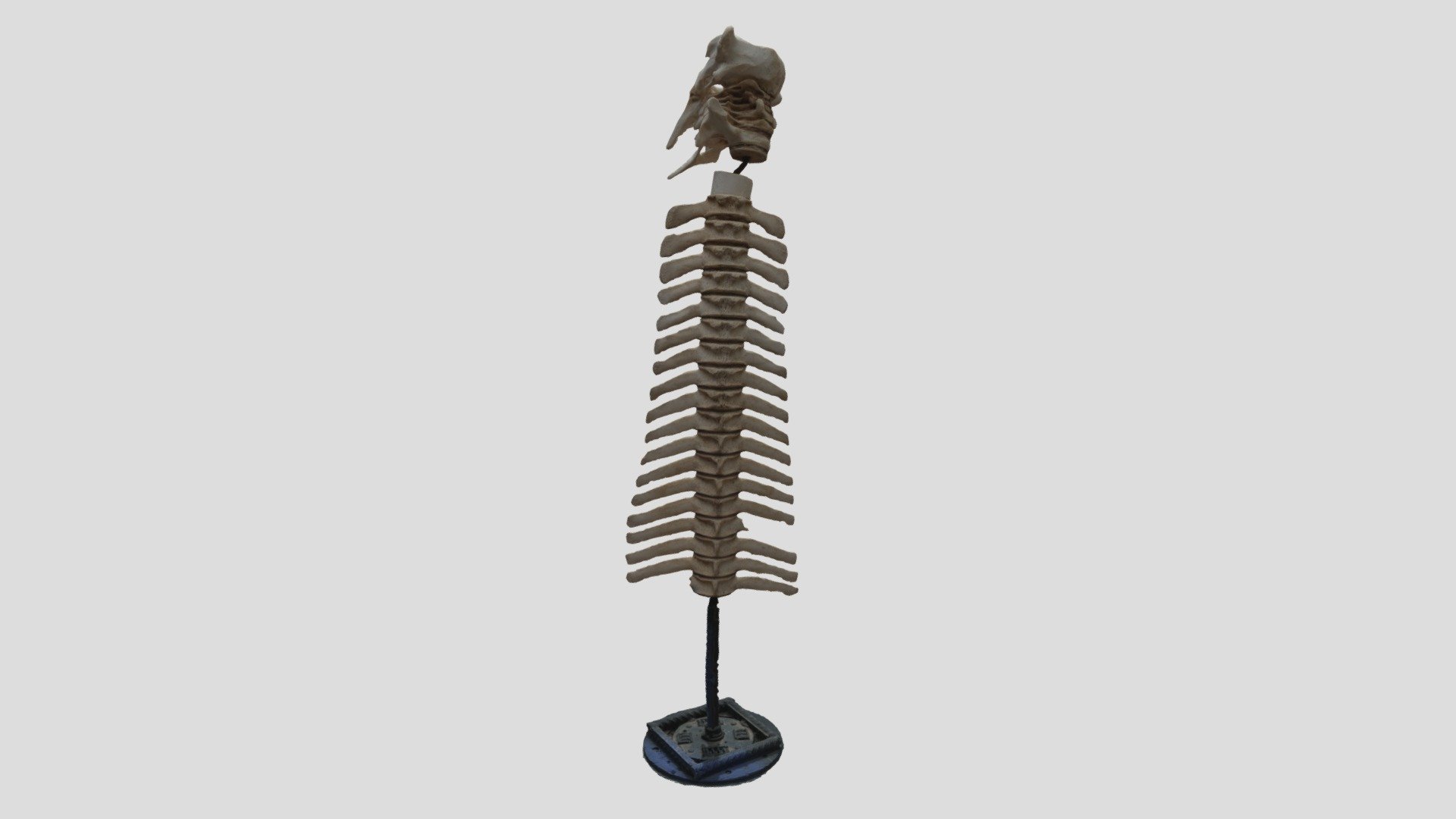 L'os de la parole. - 3D model by artwork-space [359592d] - Sketchfab