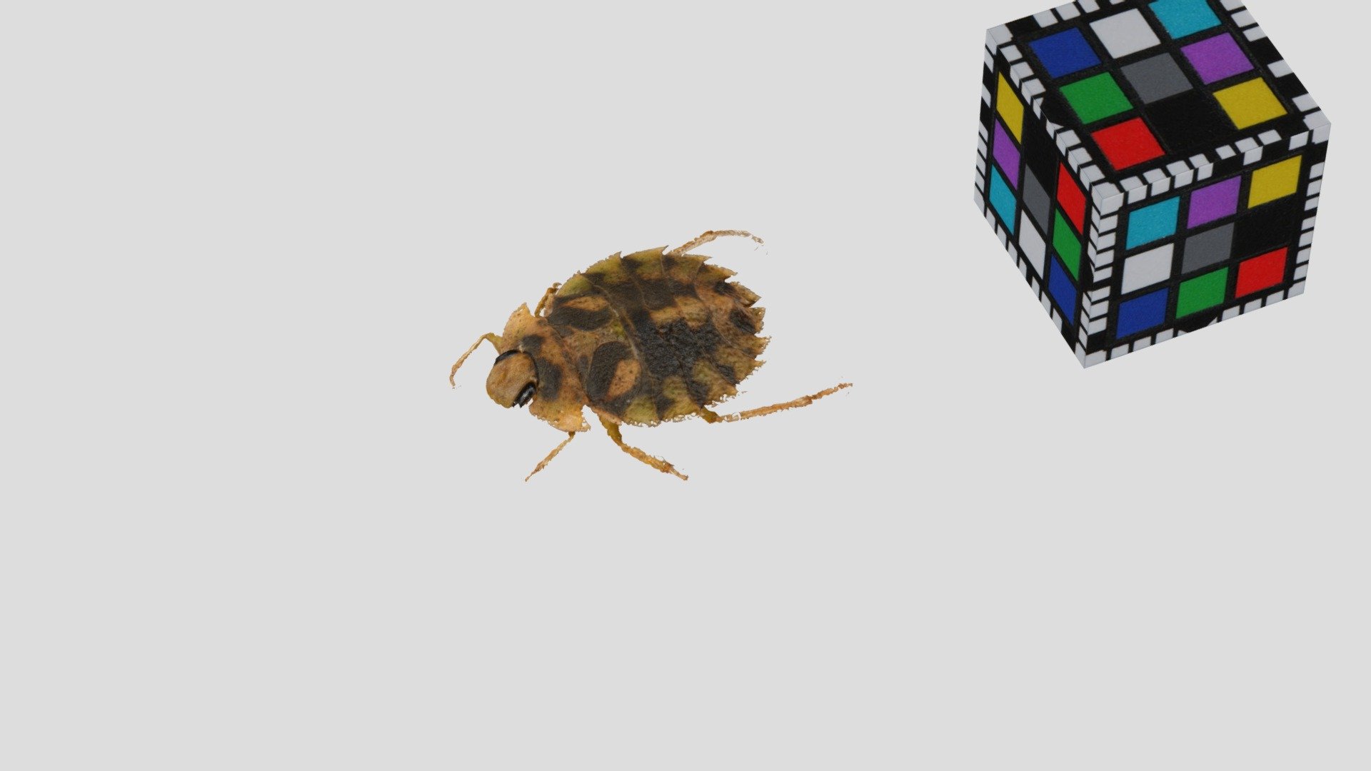 トゲナベブタムシ ｜ The river bug | Aphelocheirus nawai - Download Free 3D model ...