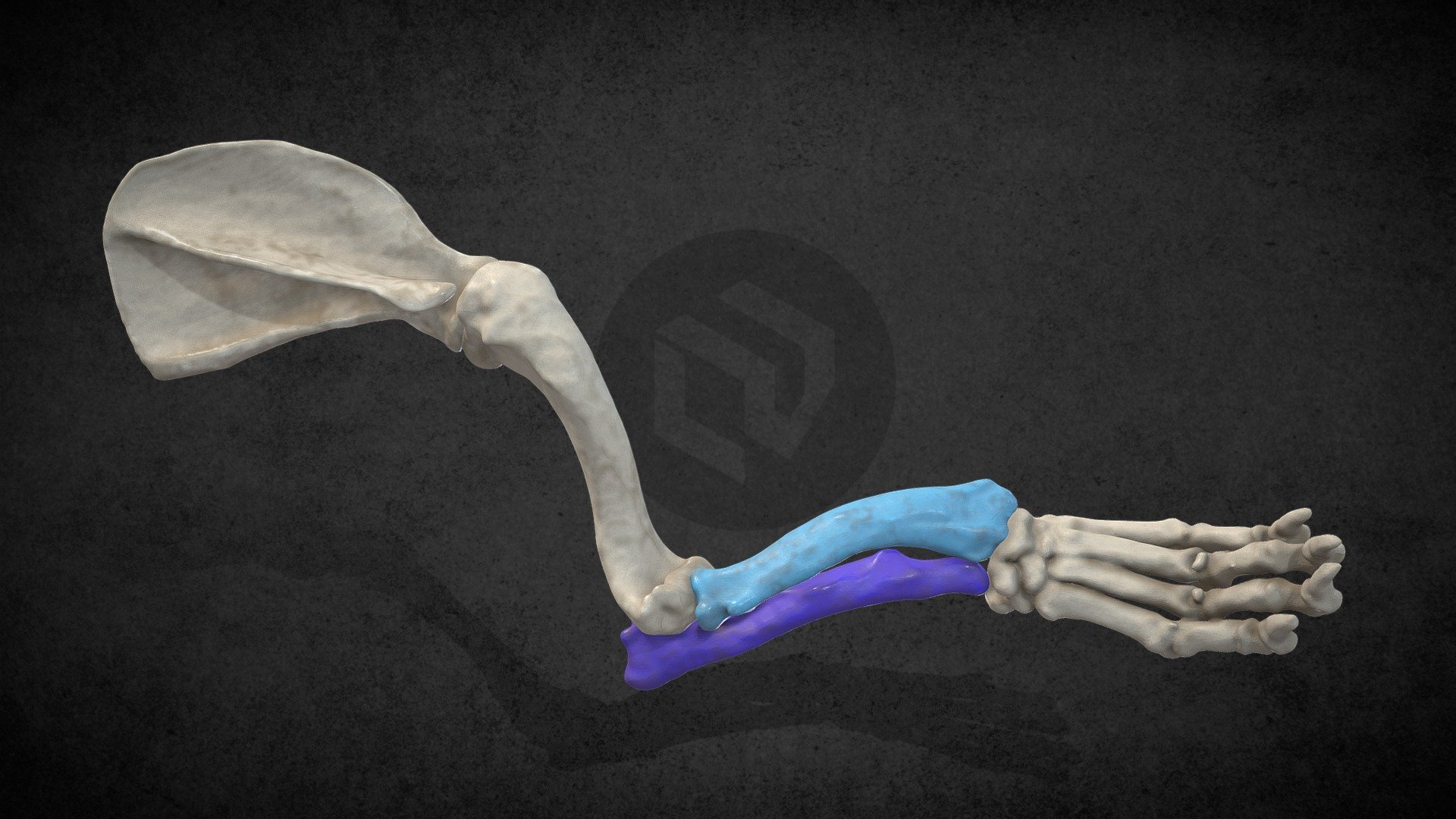 Radius curvus in a dog (ID5515) - 3D model by LimesVet [359afef ...