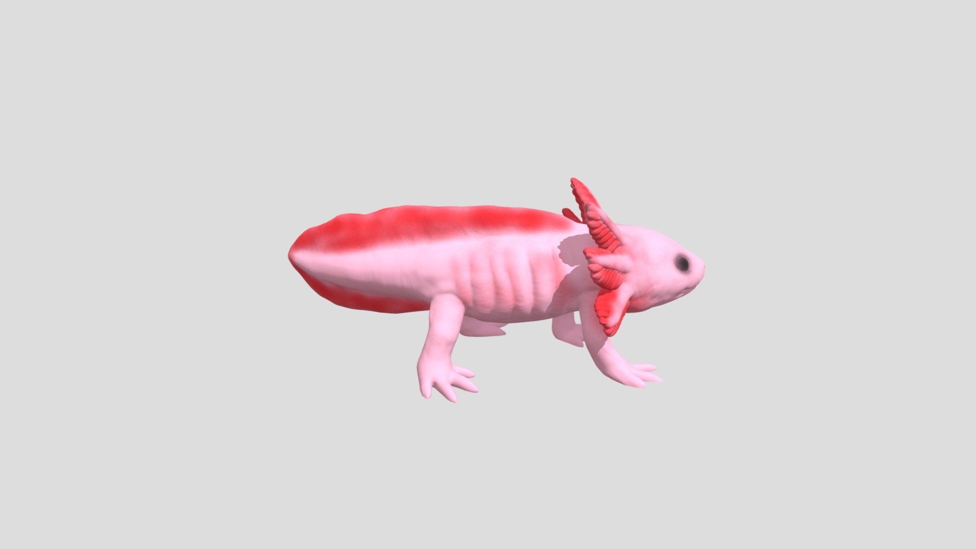 Axolotl - 3D model by endang469 [359cc72] - Sketchfab