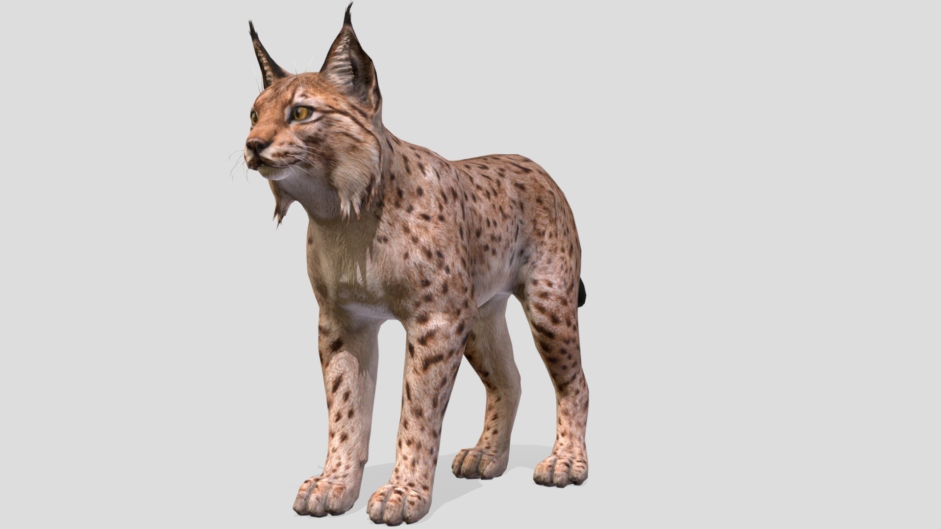 Lynx - 3D model by RedDeer (@billl90) [35a0d02] - Sketchfab
