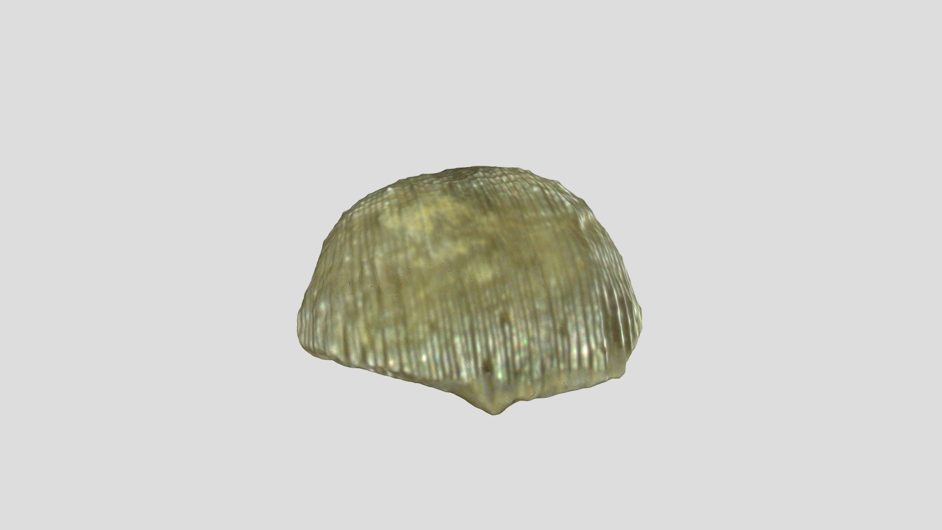 Paleo 105: Dictyoclostus - Download Free 3D model by DeVecchio/Hurst ...