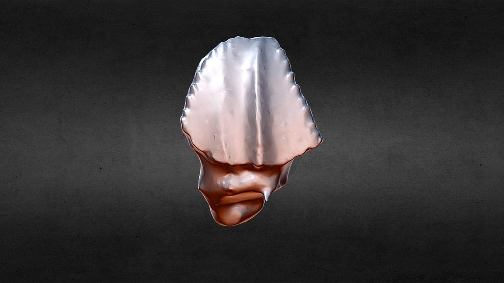 Iguanodontian tooth: cf. Batyrosaurus - 3D model by ...