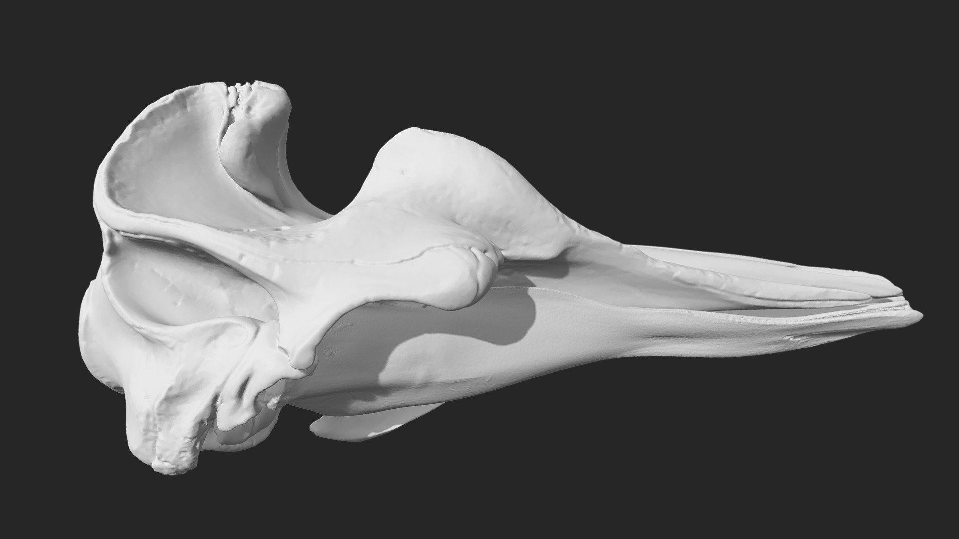 Baleine à bec boréale (Fermé sans texture) - Download Free 3D model by Alienor.org, Conseil des ...