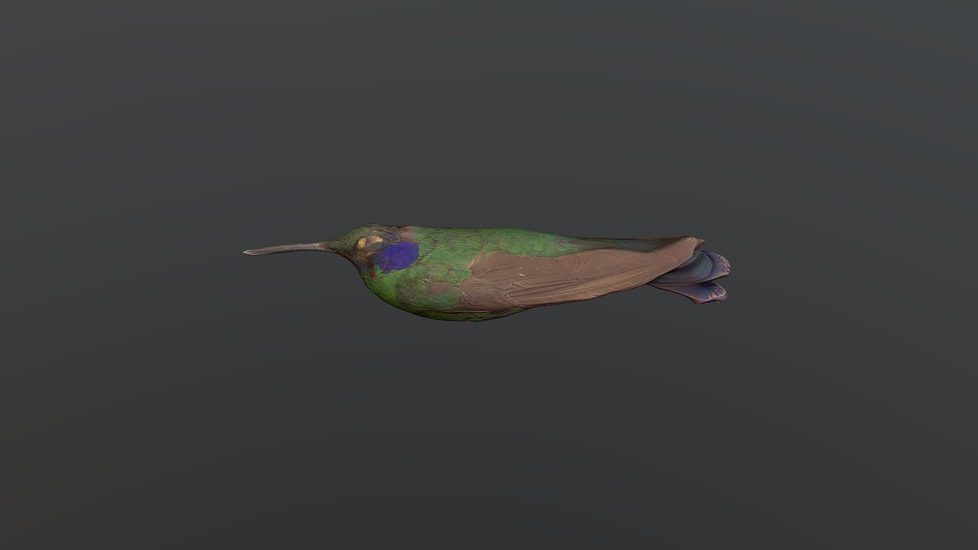 Sparkling Violetear - Colibri coruscans - Download Free 3D model by ...