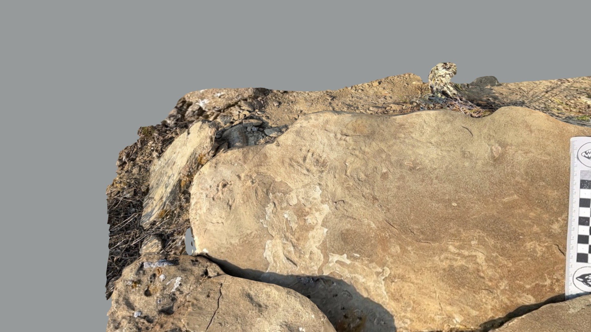 Sykes mountain turtle track? - Download Free 3D model by eblake19 ...