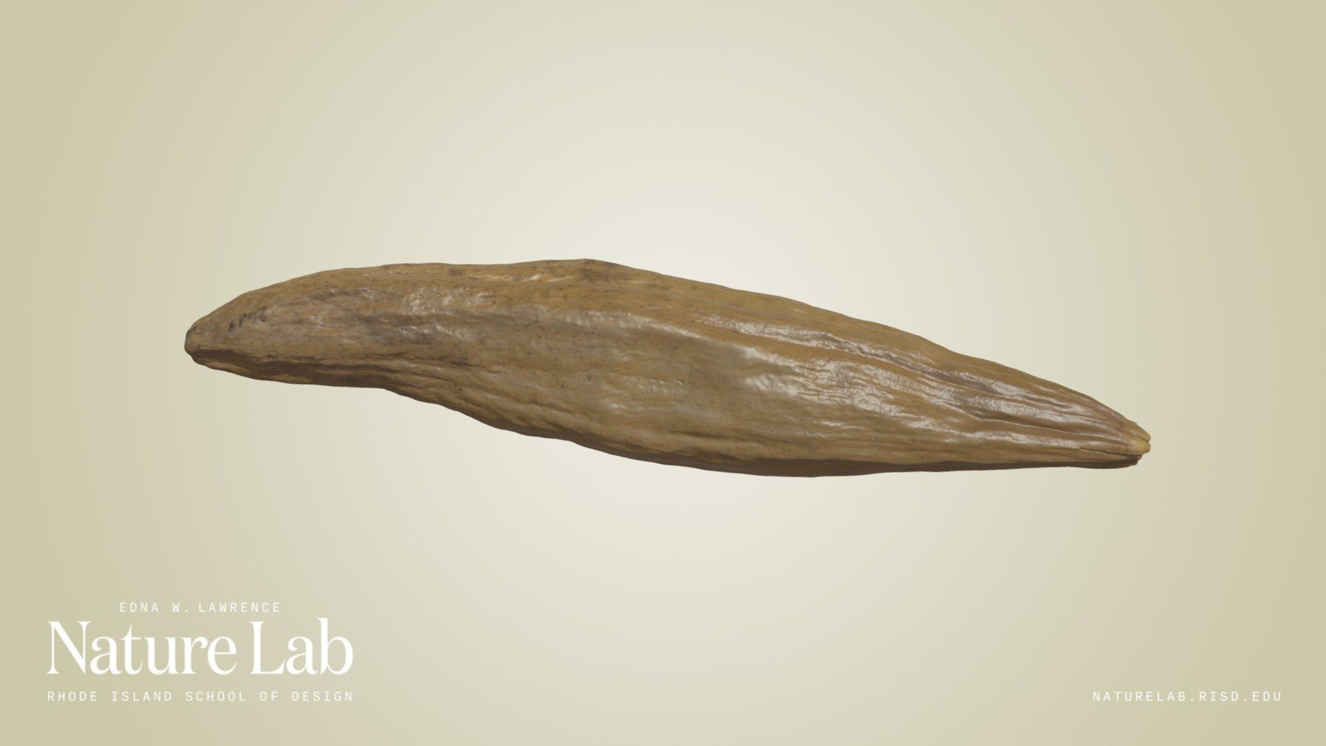 Jackfruit Pod - 3D model by RISD Nature Lab (@RISDNaturelab) [35bc5ca ...