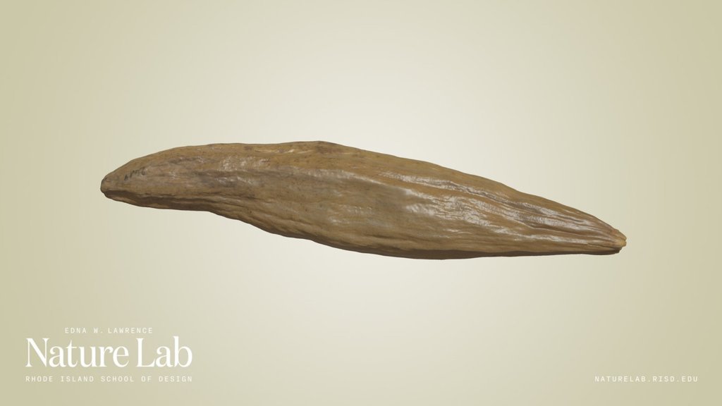 Plants and Fungi - A 3D model collection by RISD Nature Lab ...