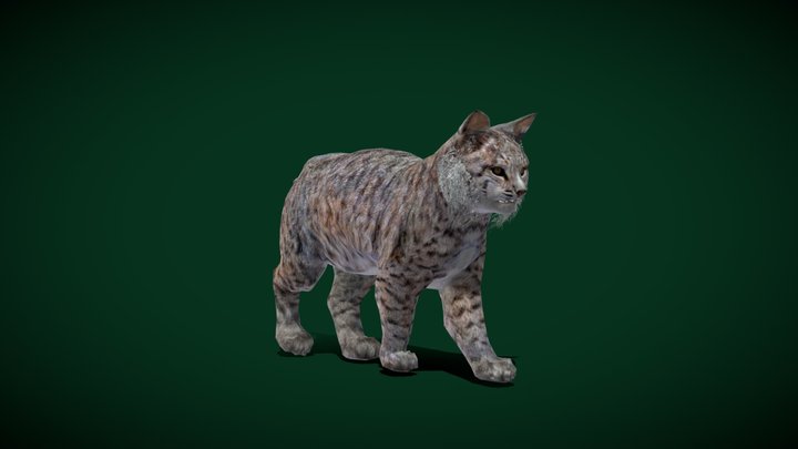 Bobcat 3D models - Sketchfab