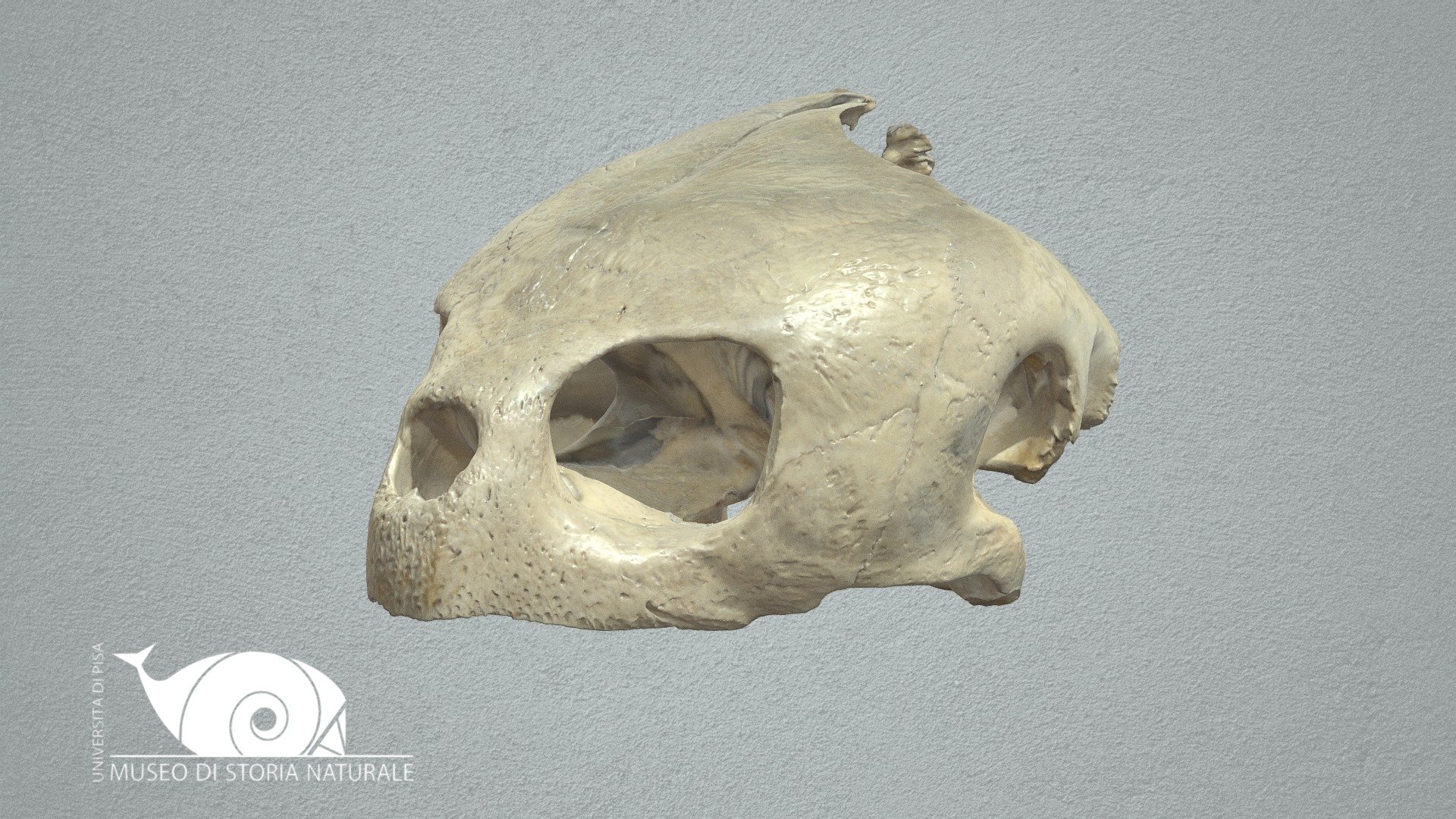 Loggerhead sea turtle - 3D model by Natural History Museum, University ...