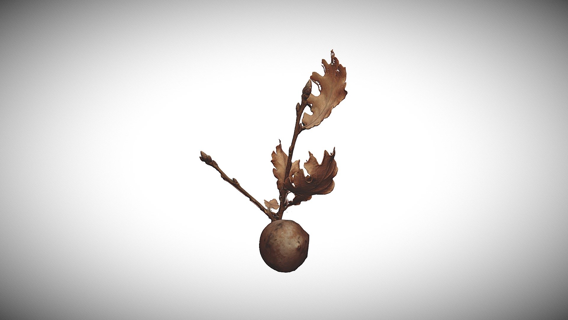 Oak tree with its gall - 3D model by miriam_lanuti [35d1291] - Sketchfab