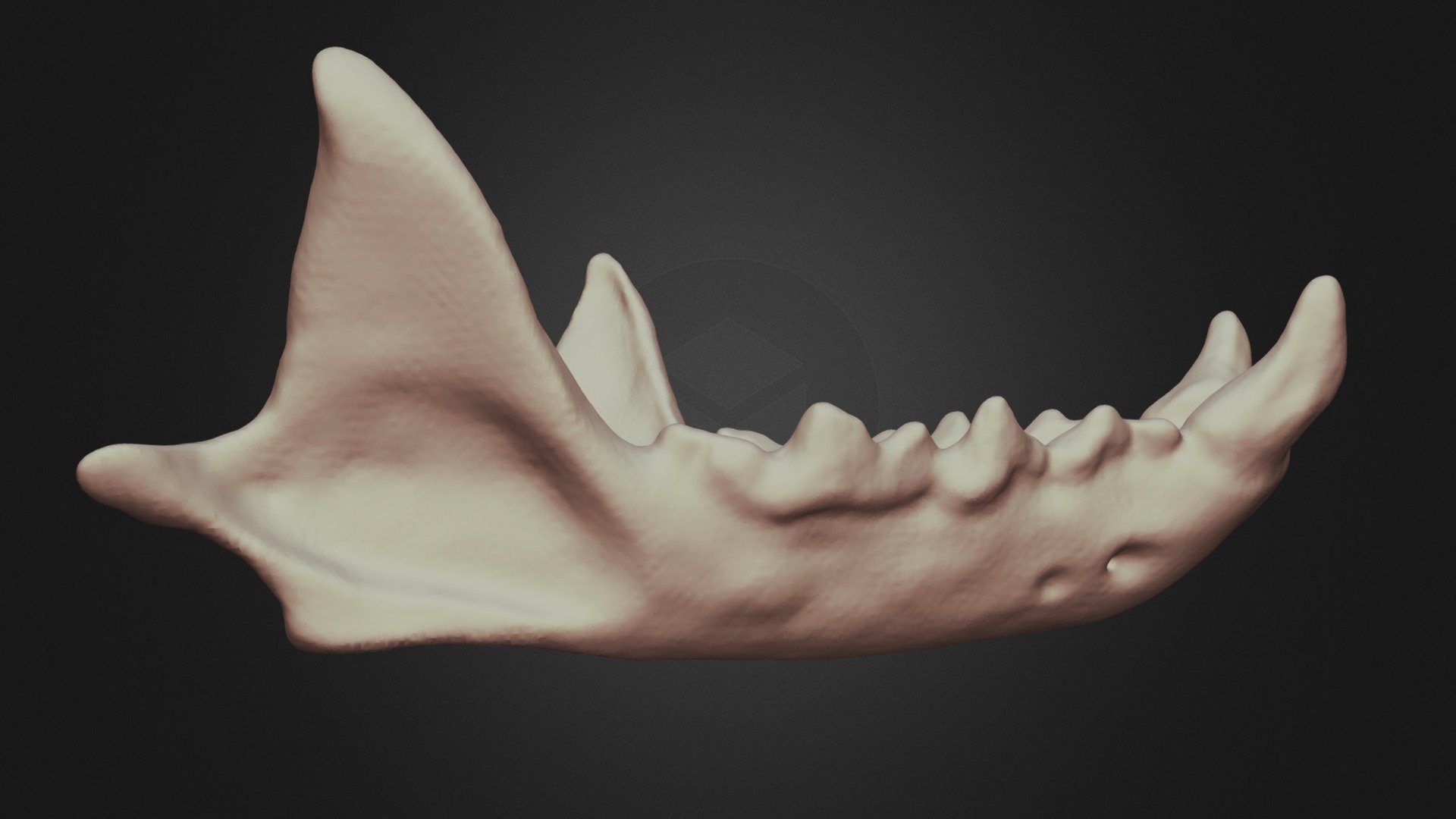 Mustela Erminea (Ermine) Mandible - 3D model by Lakehead Anthropology ...