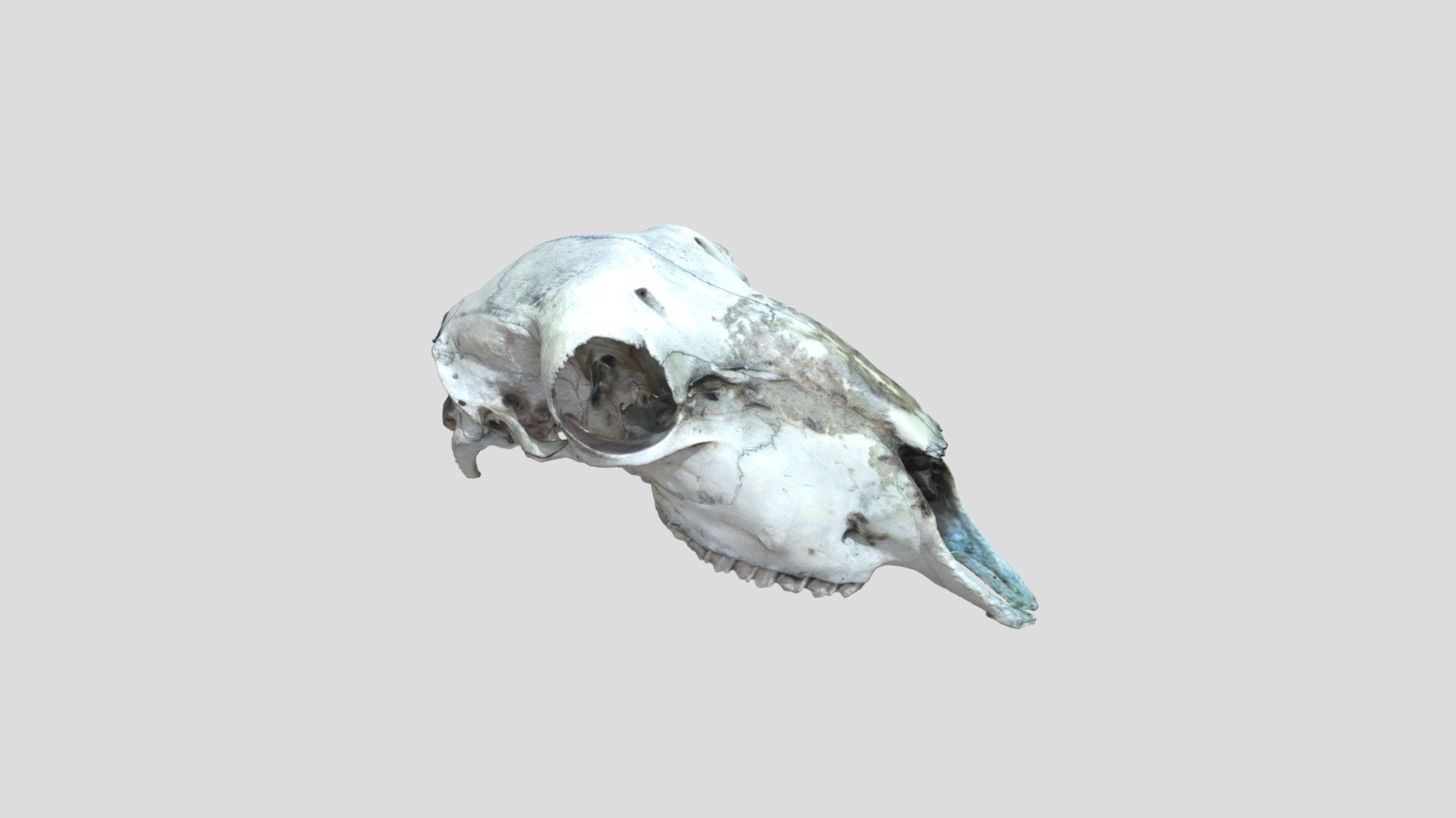 Ovis_aries_SAP.ZOO.2024-4_sca - Download Free 3D model by Davide ...