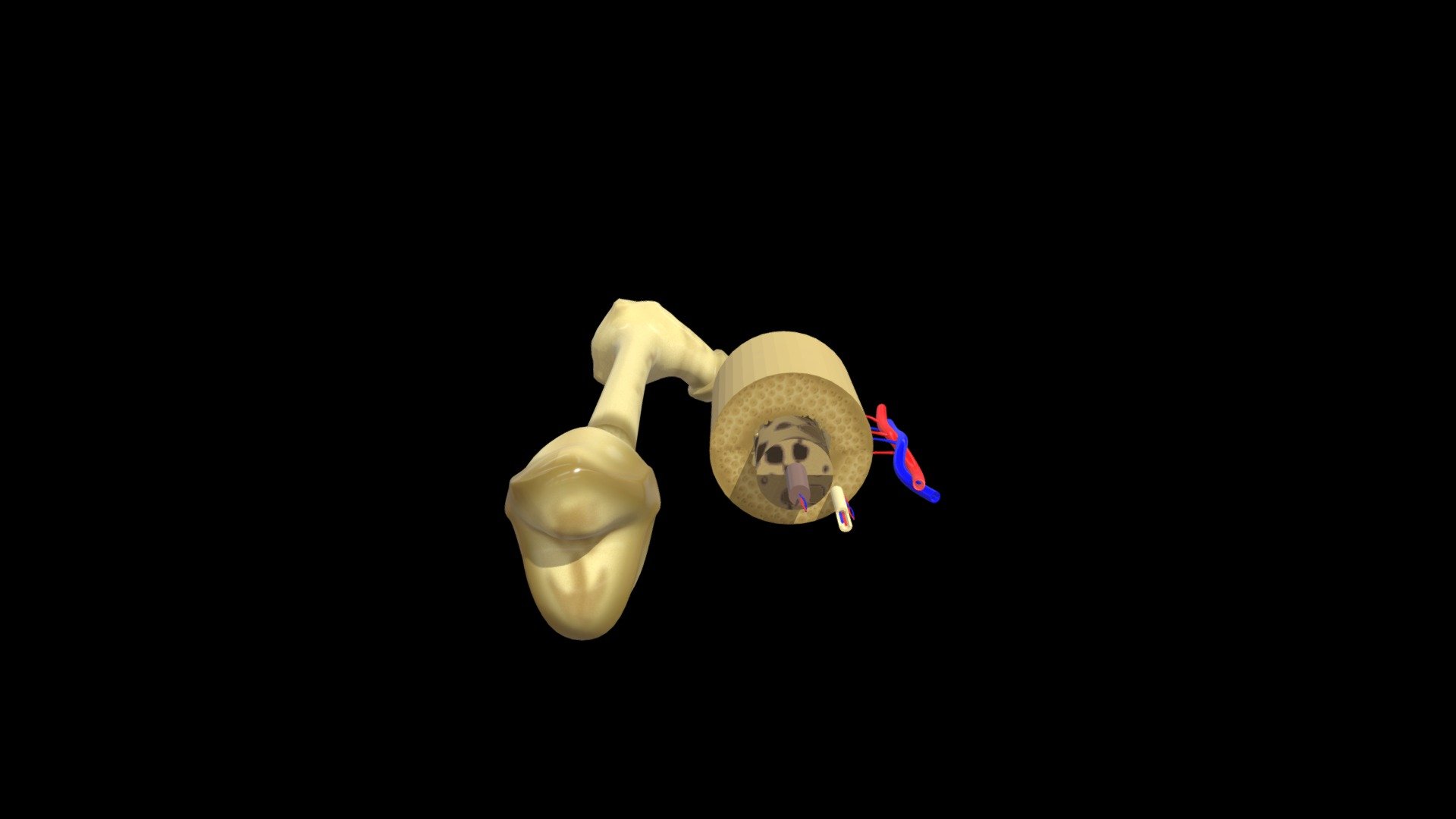 EAA-Immune-Bone Marrow - 3D model by FocusMedica [35d76a9] - Sketchfab