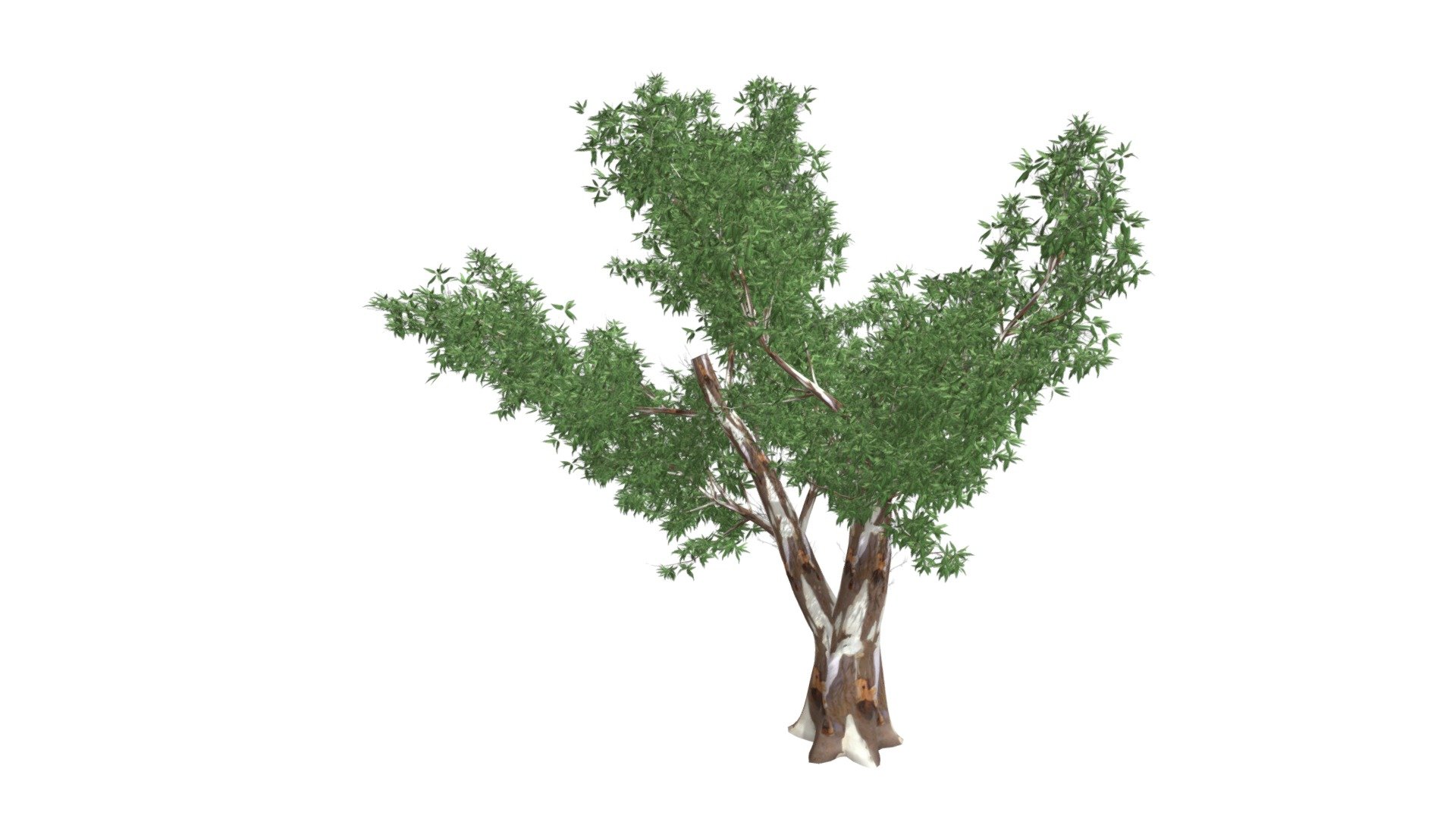 Red Gum Tree #07 - Buy Royalty Free 3D model by meshshape [35e06cc ...