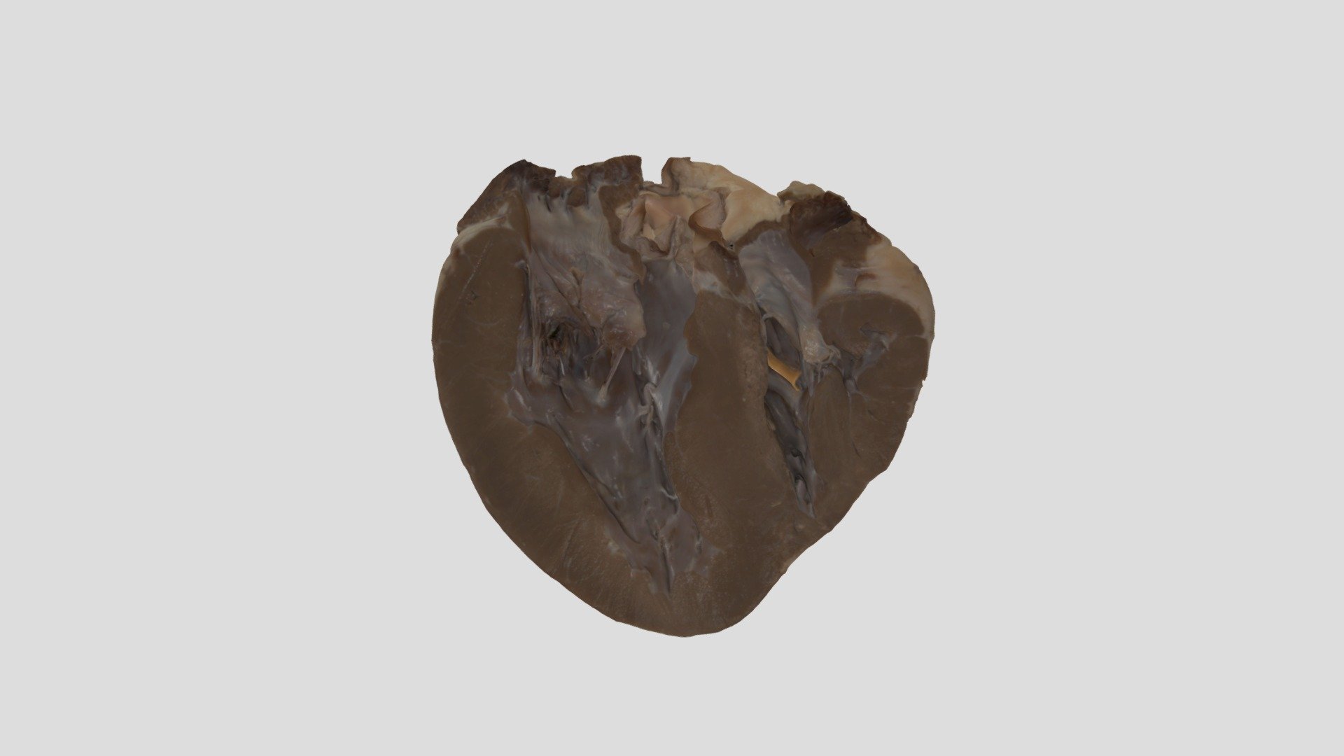 Half Heart 1 - Download Free 3D model by jdb56 [35e0793] - Sketchfab