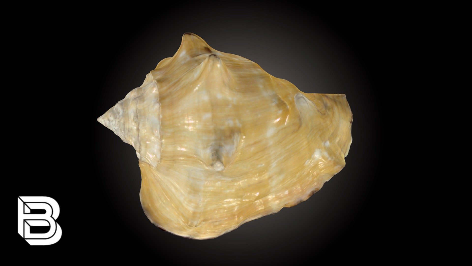Frog Conch Shell - 3D model by The Bishop Museum of Science and Nature ...