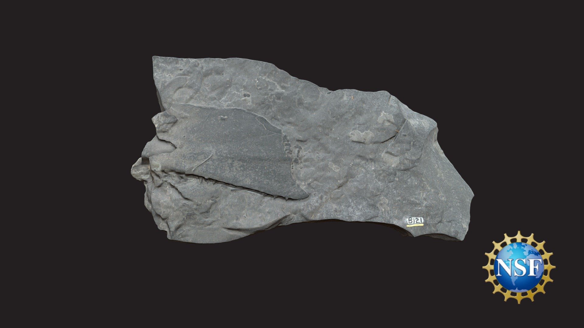 CMNH 8121, Tegeolepis clarki - 3D model by Cleveland Museum of Natural ...