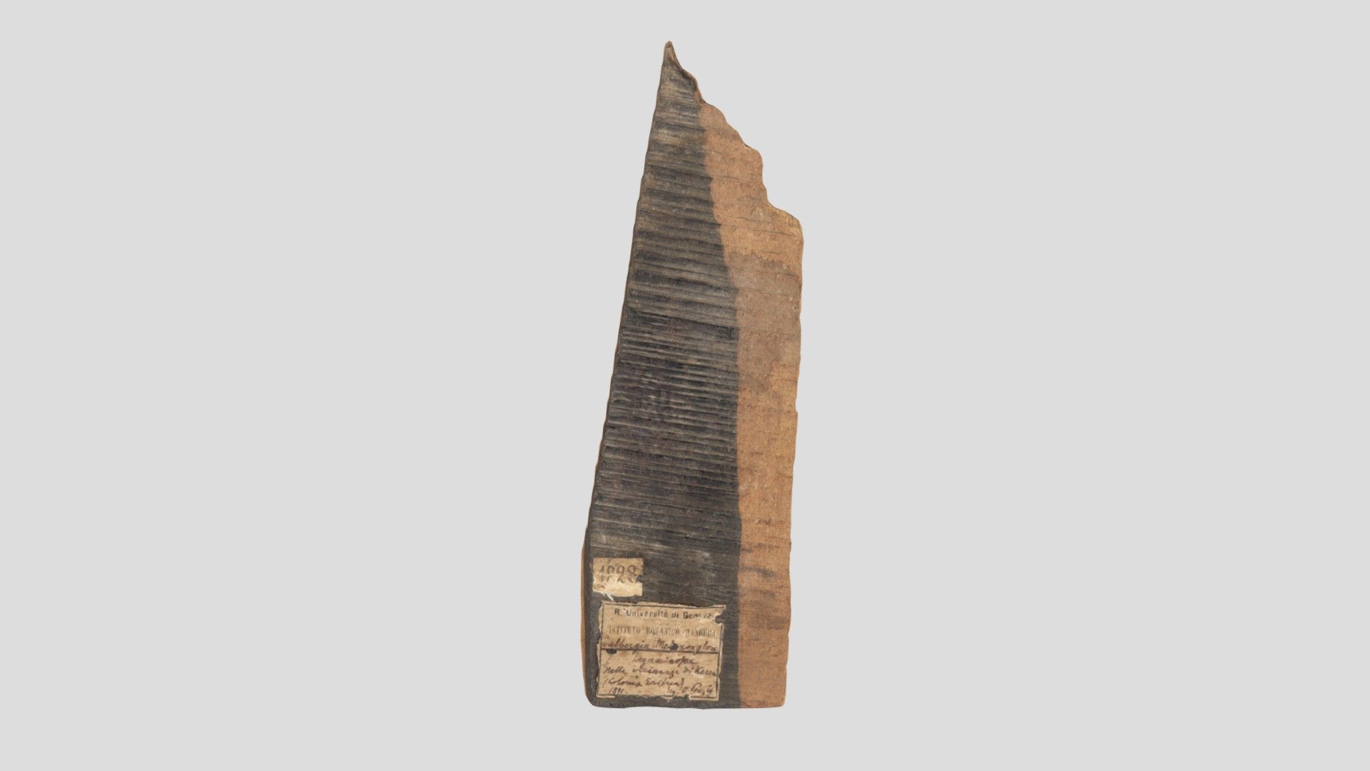 Wood Collection, Xylarium sample #10 - 3D model by SMA-UniGe [35e39a2 ...