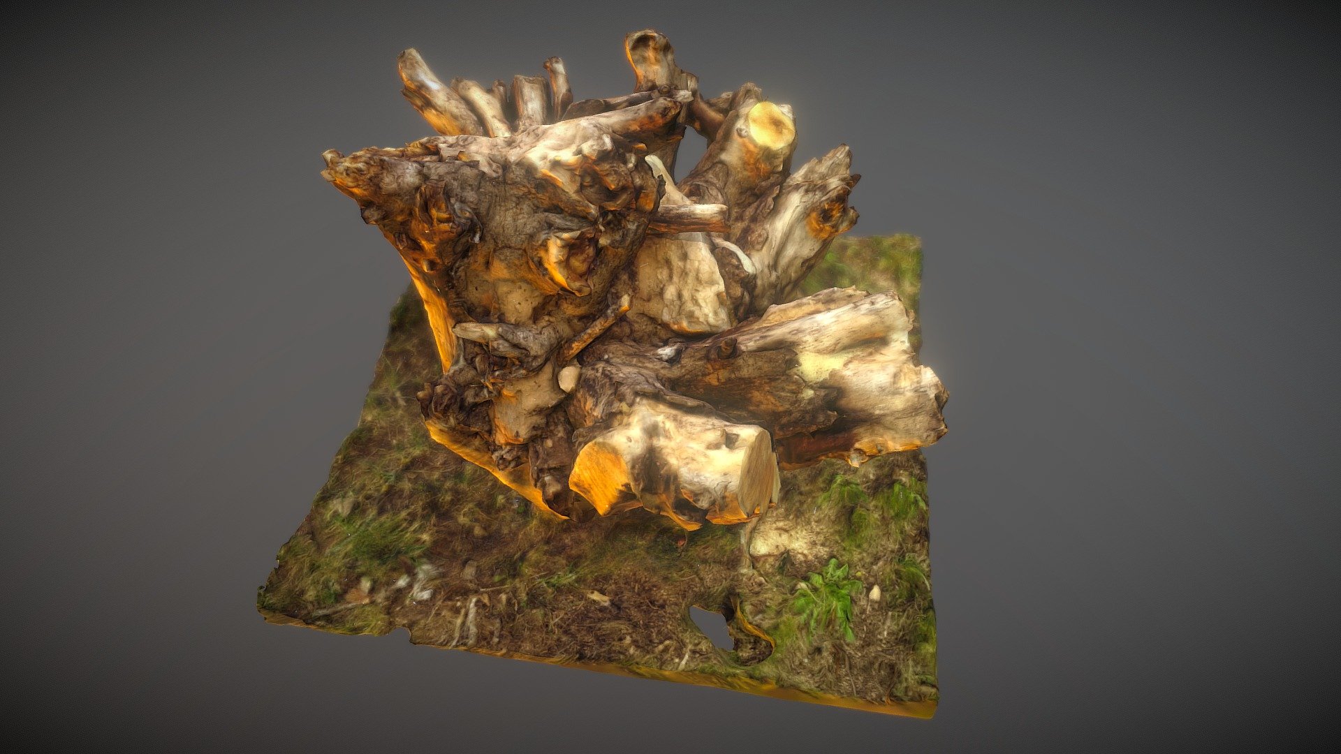 Cepellón de raíz de chopo - El Puerto Encantado - 3D model by JFelixFF ...